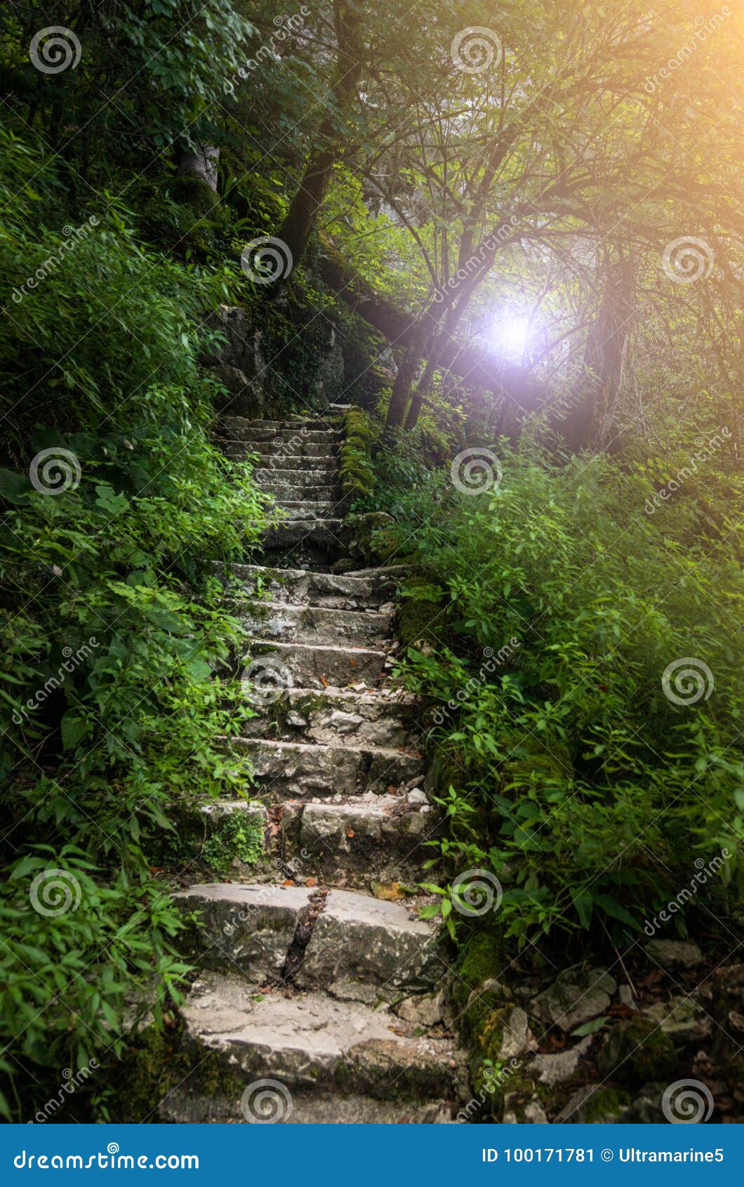 24,782 Steps Forest Stock Photos - Free & Royalty-Free Stock Photos ...