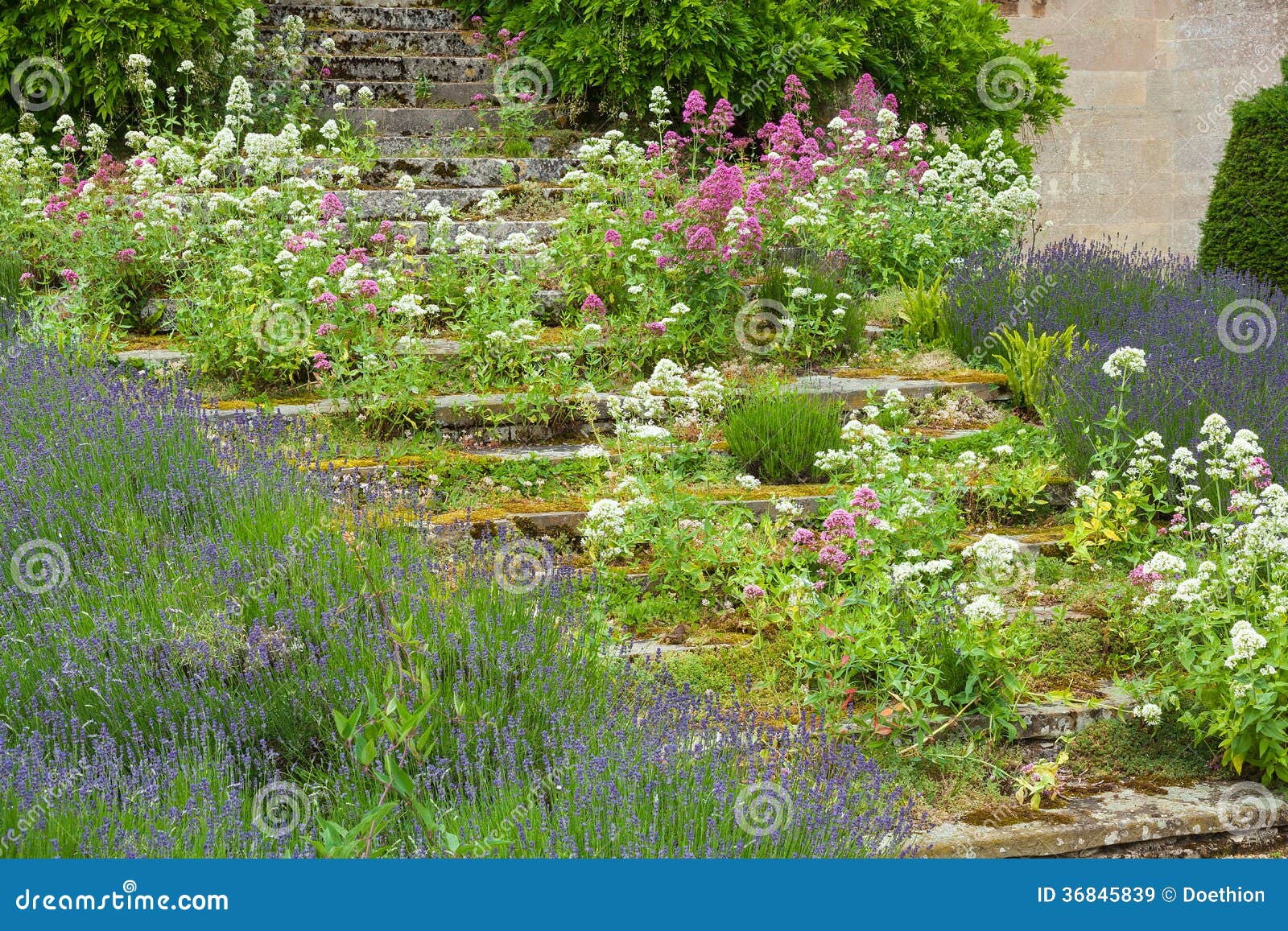 Stone steps with flowers stock image. Image of lush, garden - 36845839
