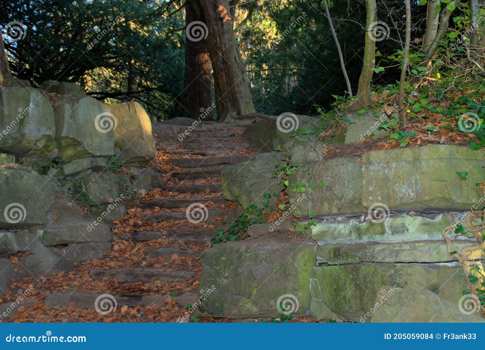 Stone steps in forest stock photo. Image of meadow, trees - 205059084