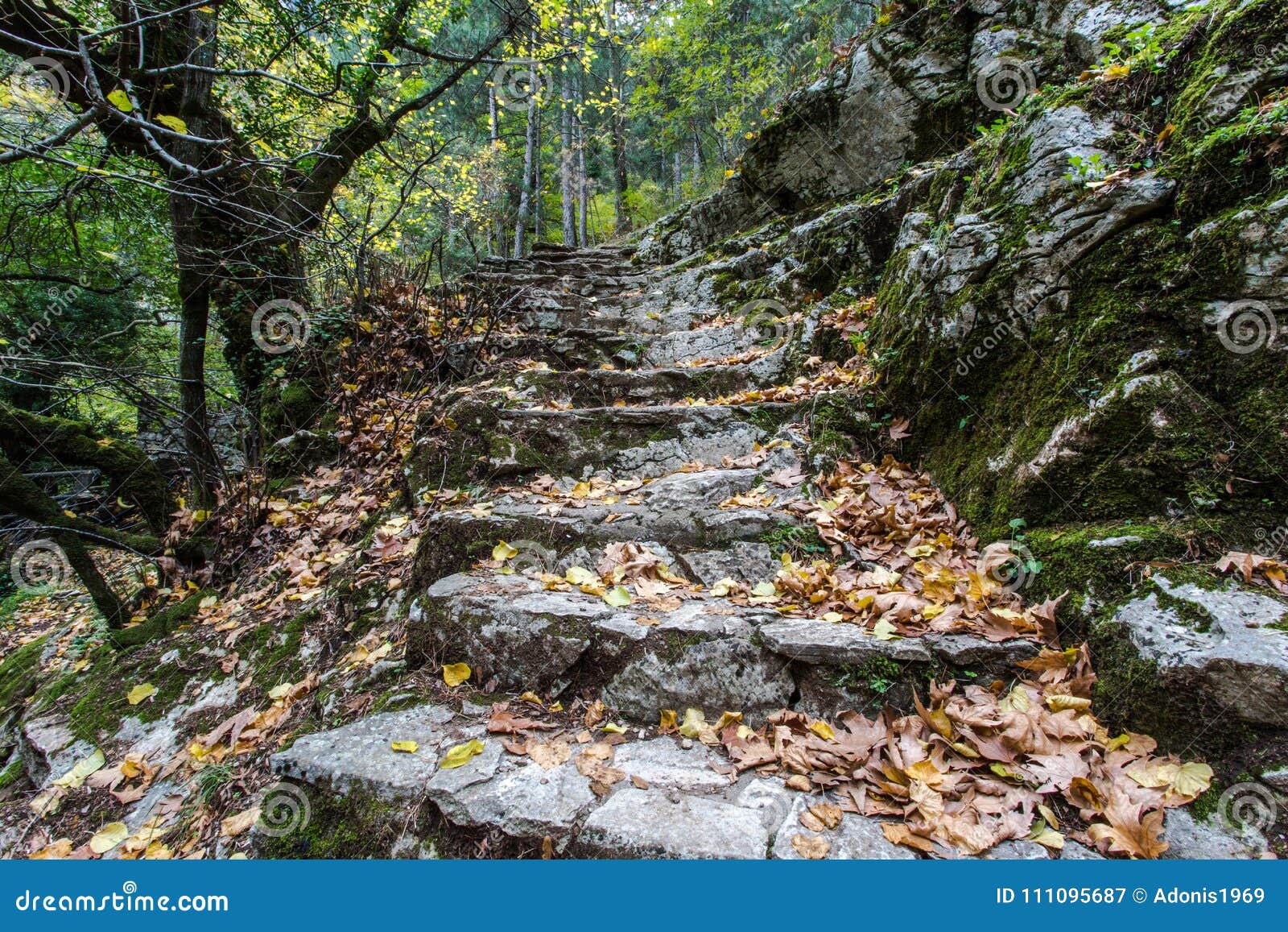 Stone steps in forest stock image. Image of trees, step - 111095687