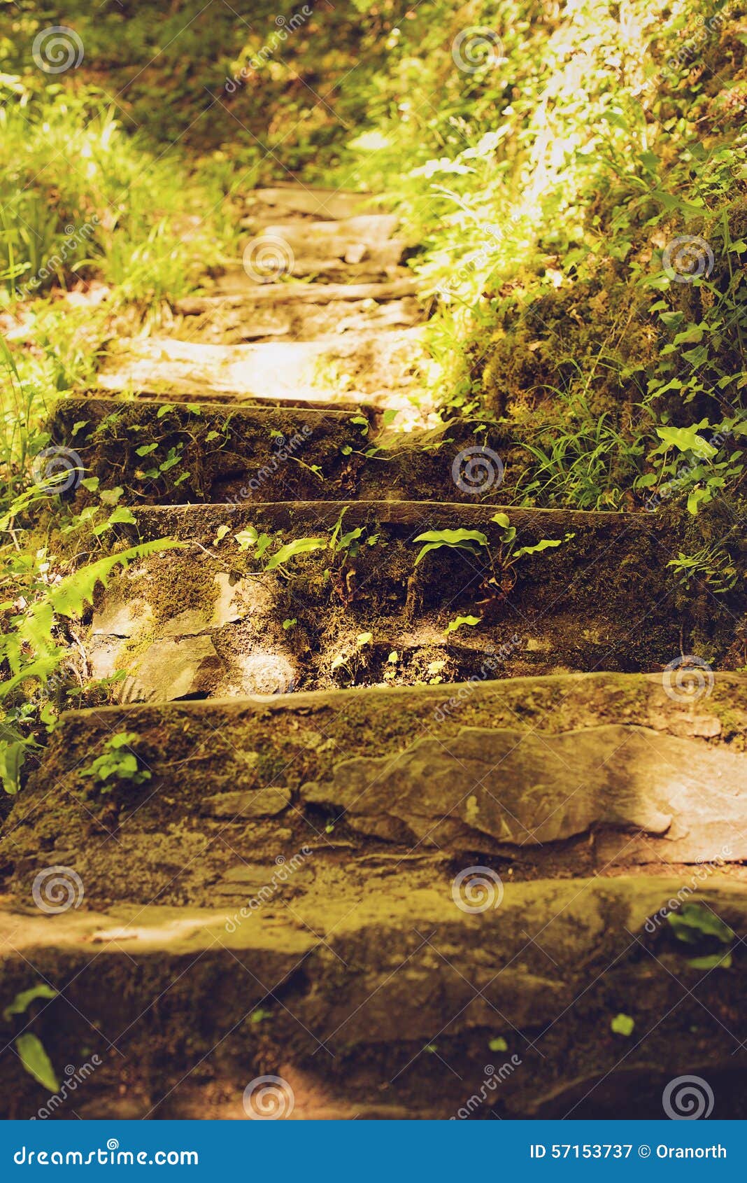Stone Steps in Green Forest Stock Image - Image of forest, trail: 57153737
