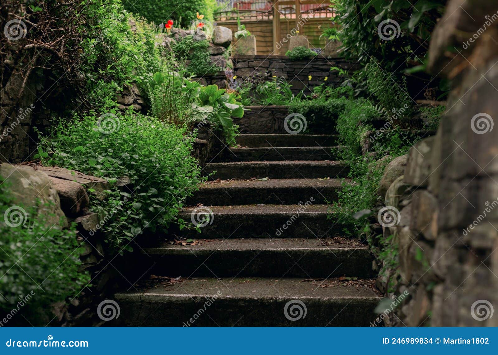 Steps in green plants stock photo. Image of residential - 246989834