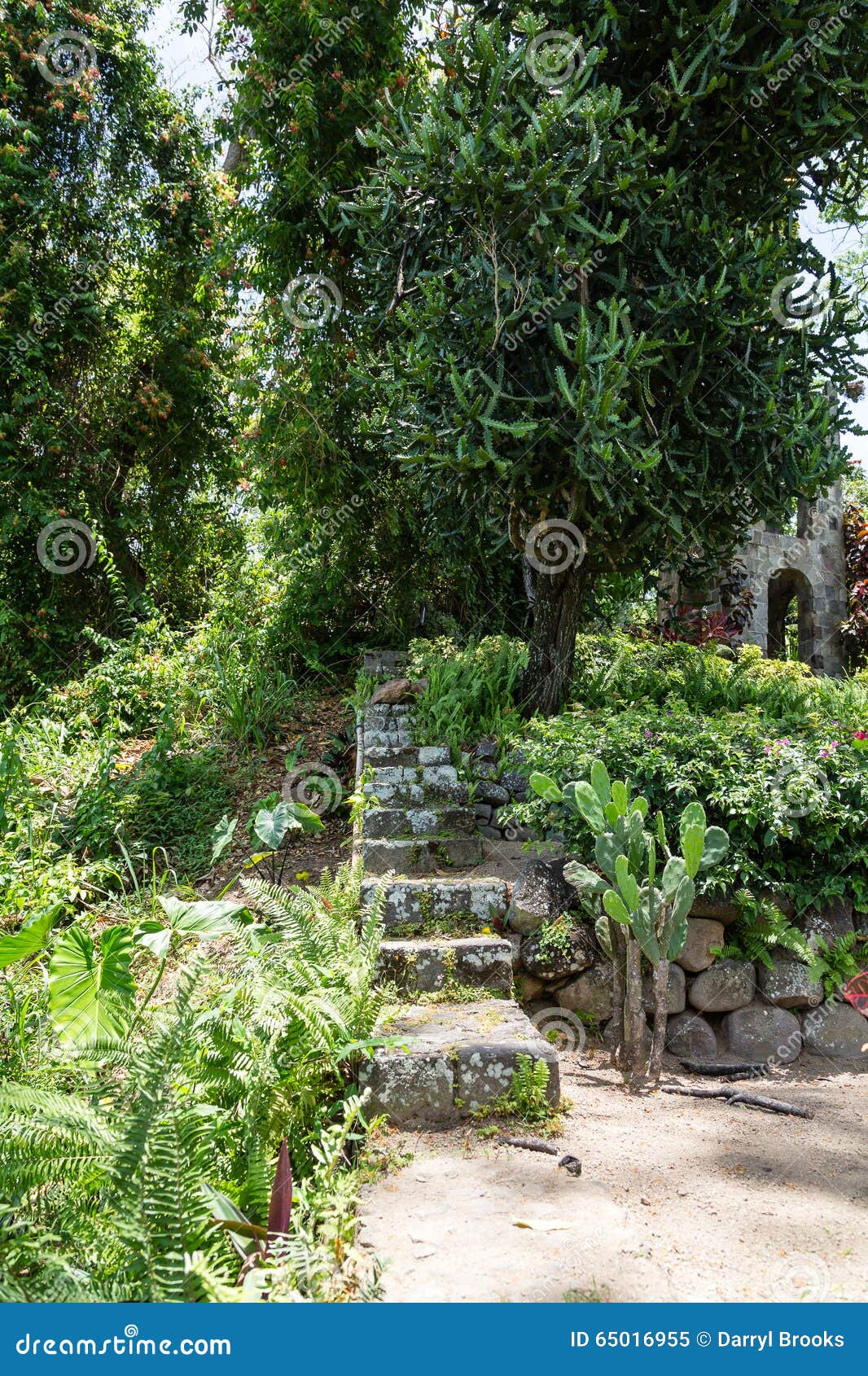 Stone Steps in Jungle stock image. Image of nature, ruins - 65016955