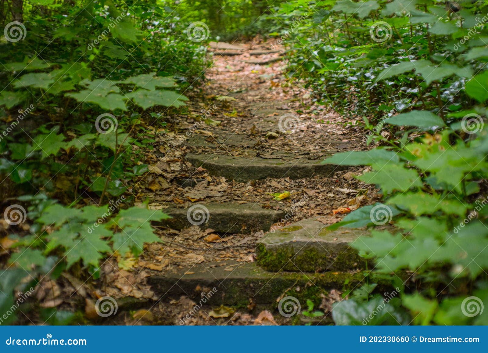 Stone Steps Leading Down a Sun Lit Forest Path Stock Photo - Image of ...