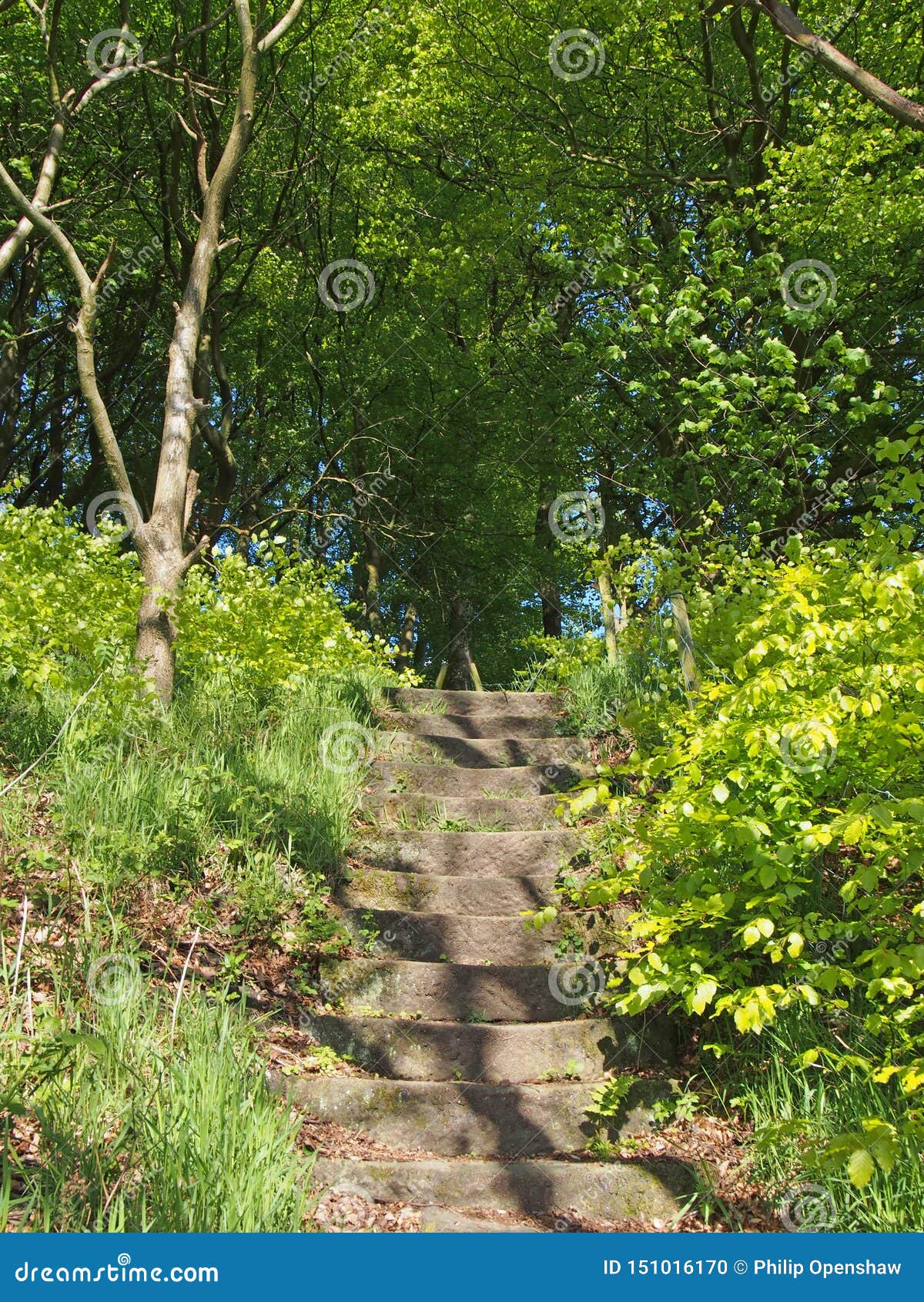 Stone Steps Leading Up a Woodland Path into Bright Sunlit Summer Trees ...