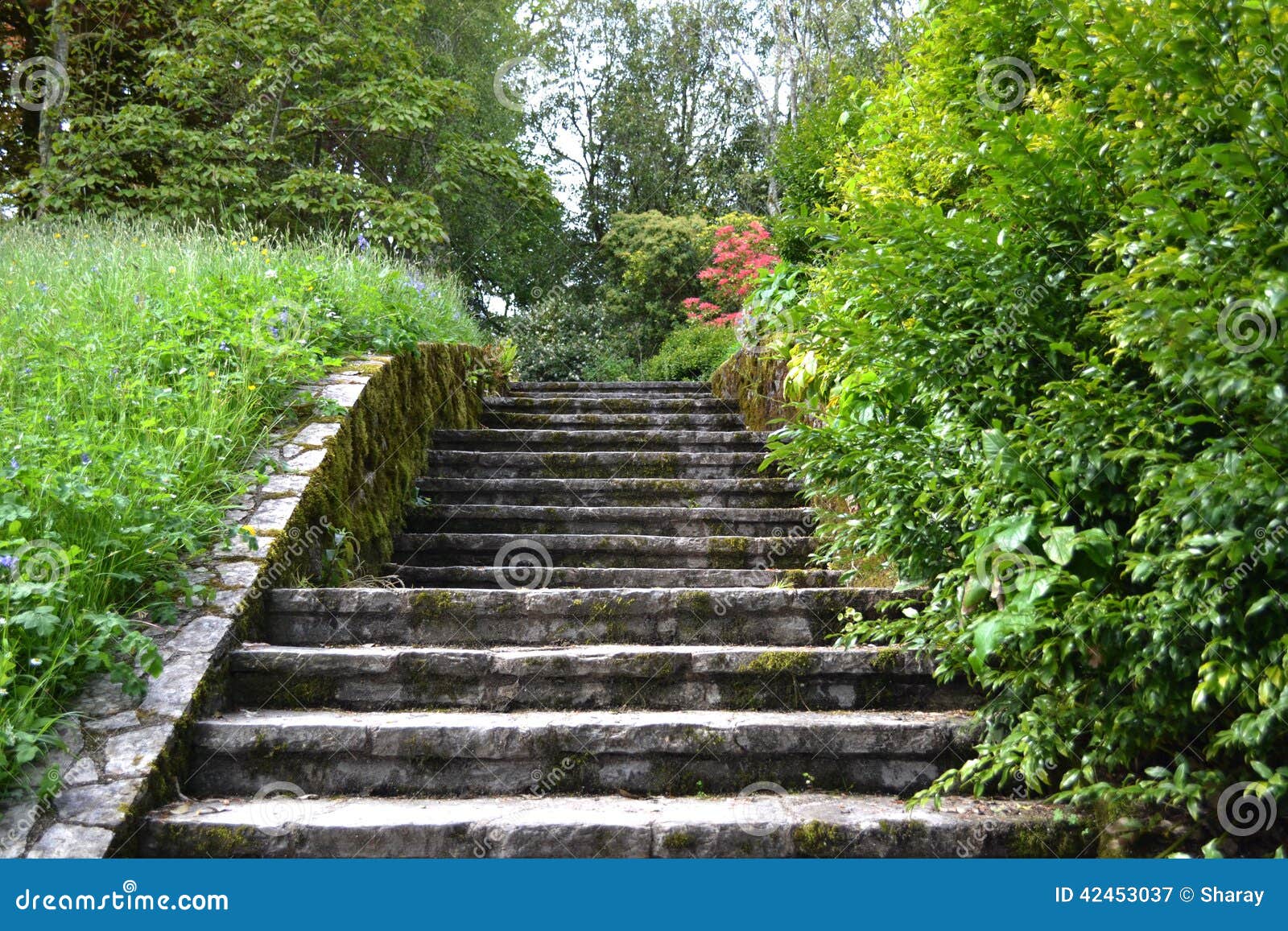 Stone Steps Leading To an English Garden Stock Image - Image of outdoor ...
