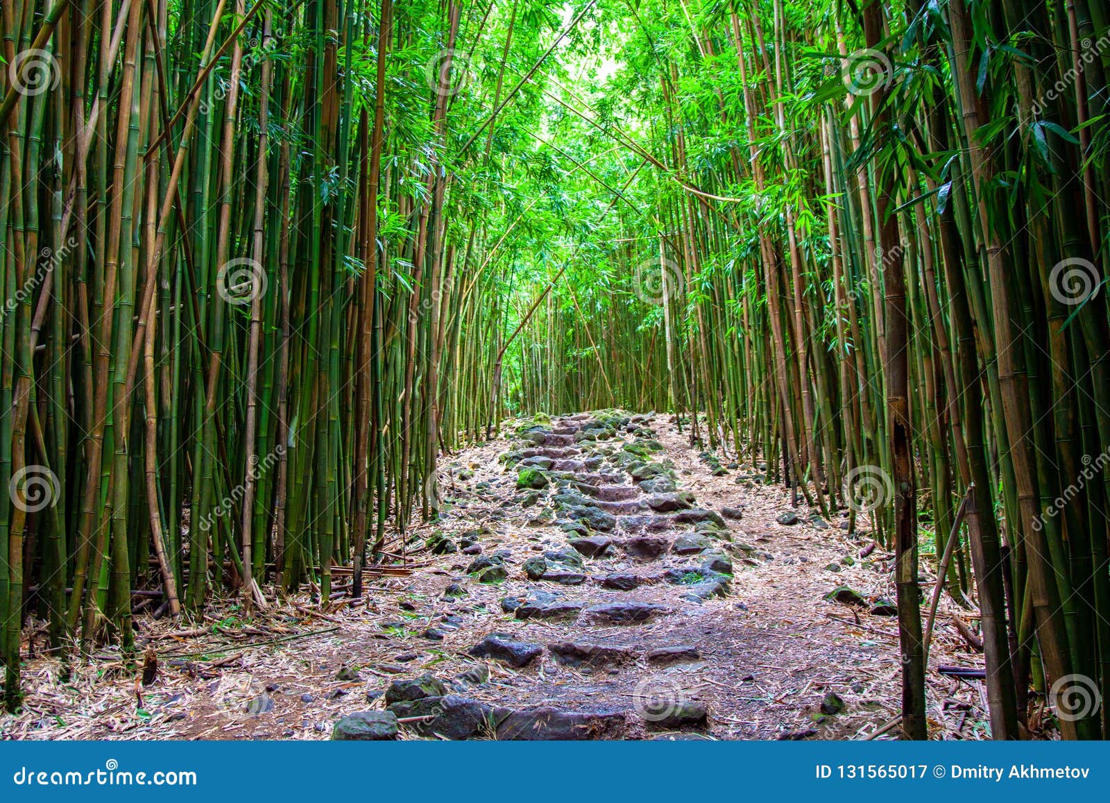 Stone Steps at Bamboo Forest Stock Image - Image of green, stone: 131565017