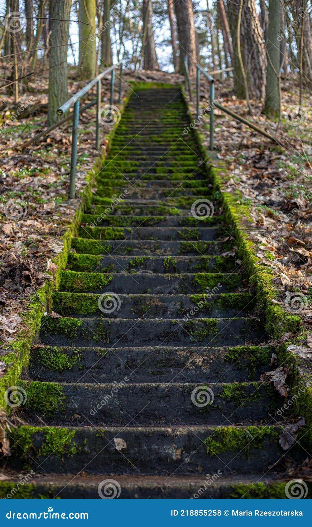 Stone Steps in the Woods Forest Stock Photo - Image of gradual, green ...