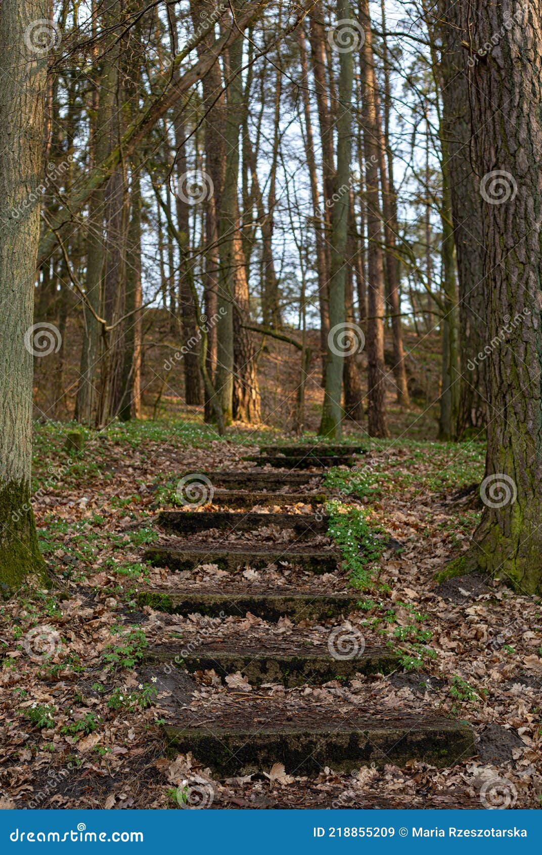Stone Steps in the Woods Forest Stock Image - Image of beautiful ...