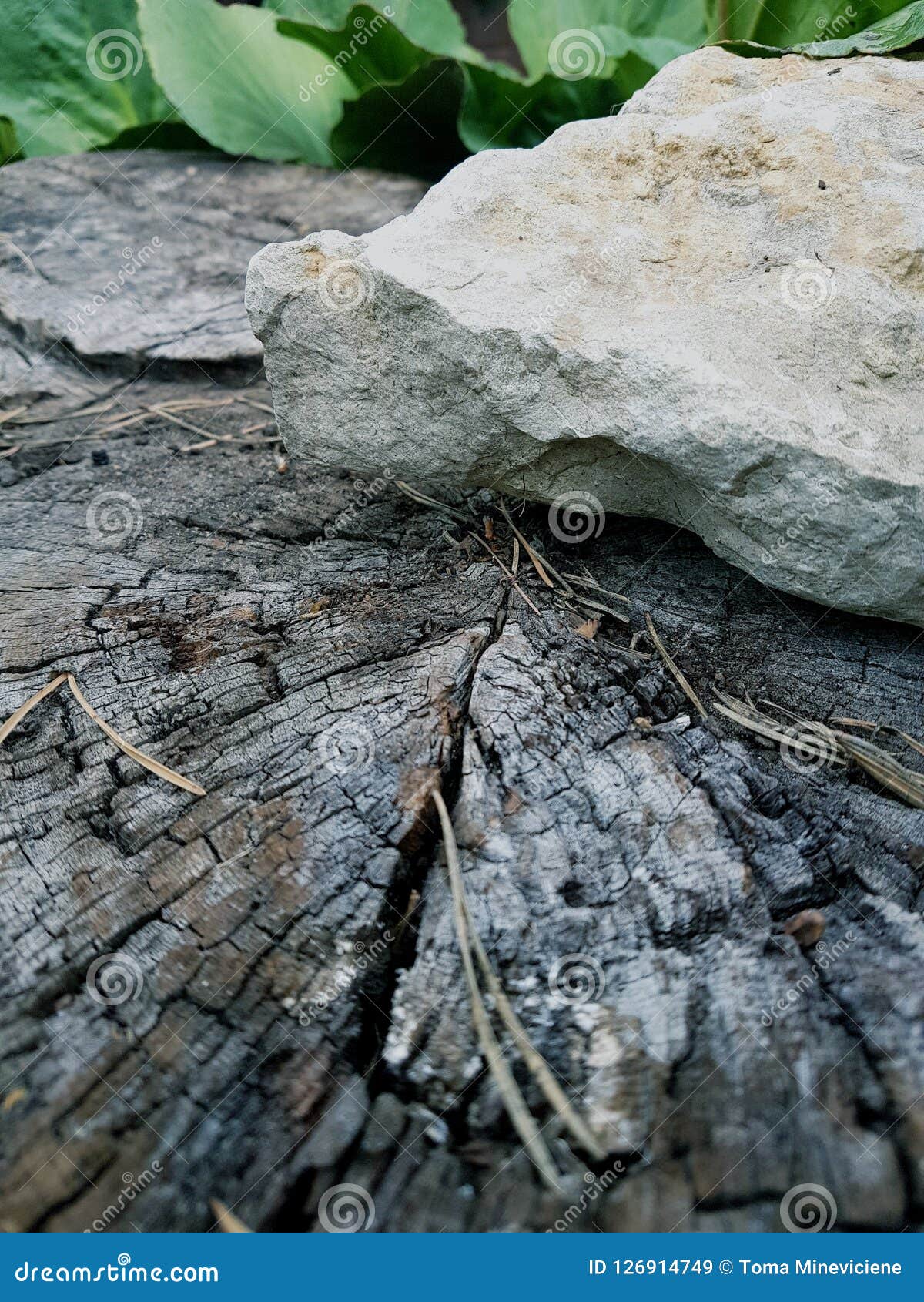 Stone stock image. Image of rock, garden, tree, stink - 126914749