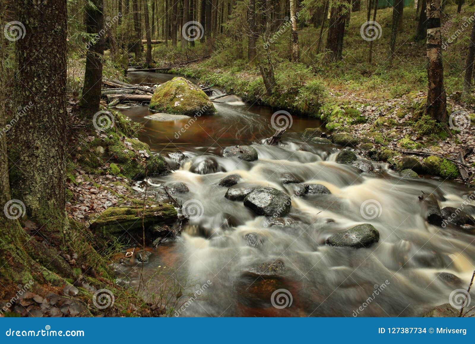 Stone stream in the forest stock photo. Image of wood - 127387734