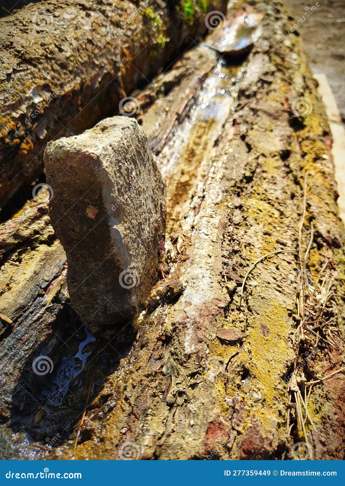 Stone Stuck on the Pine Tree Stock Image - Image of rock, nature: 277359449