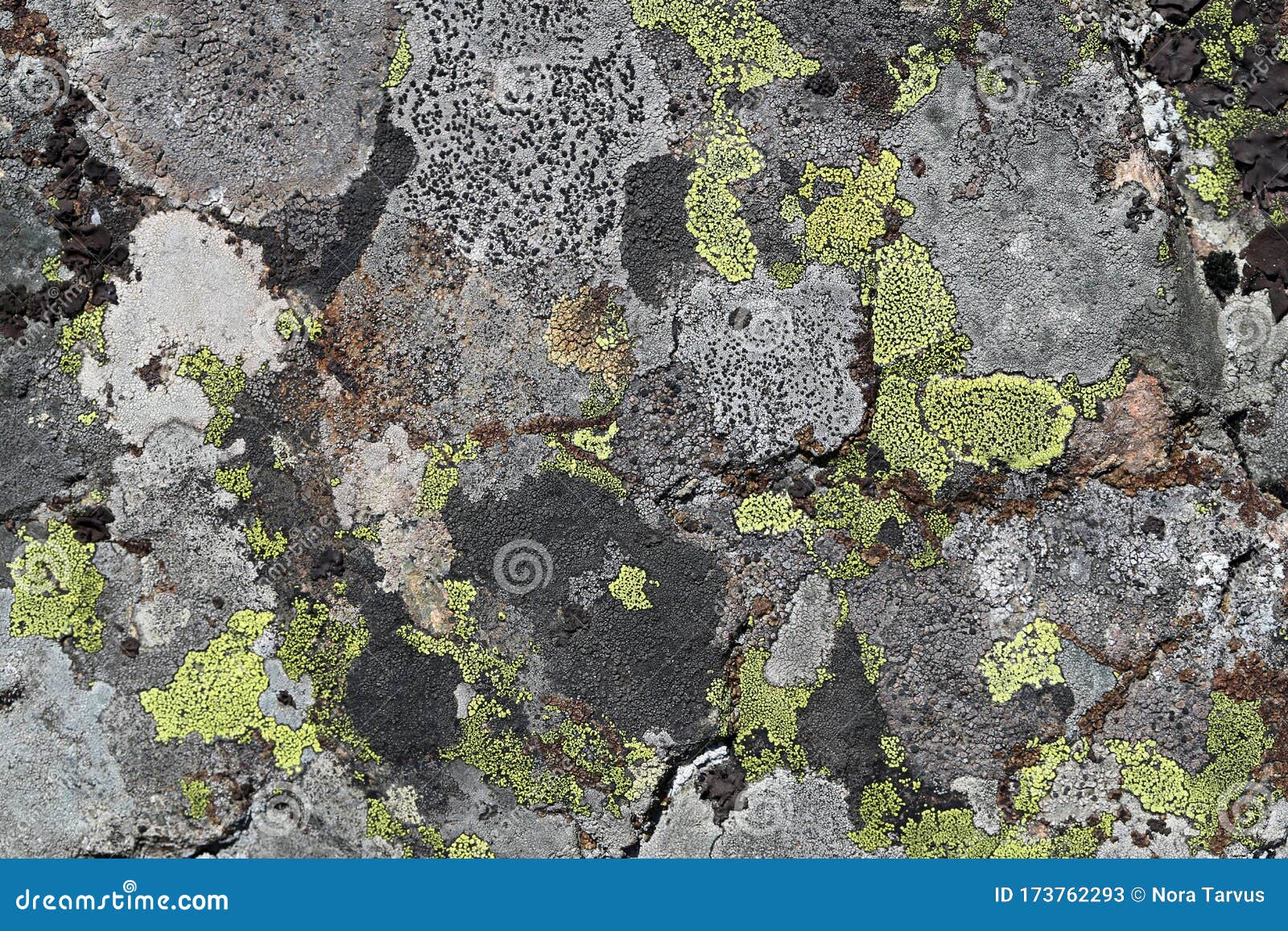 Stone Surface with Lichen in Many Colors Growing on it Stock Image ...