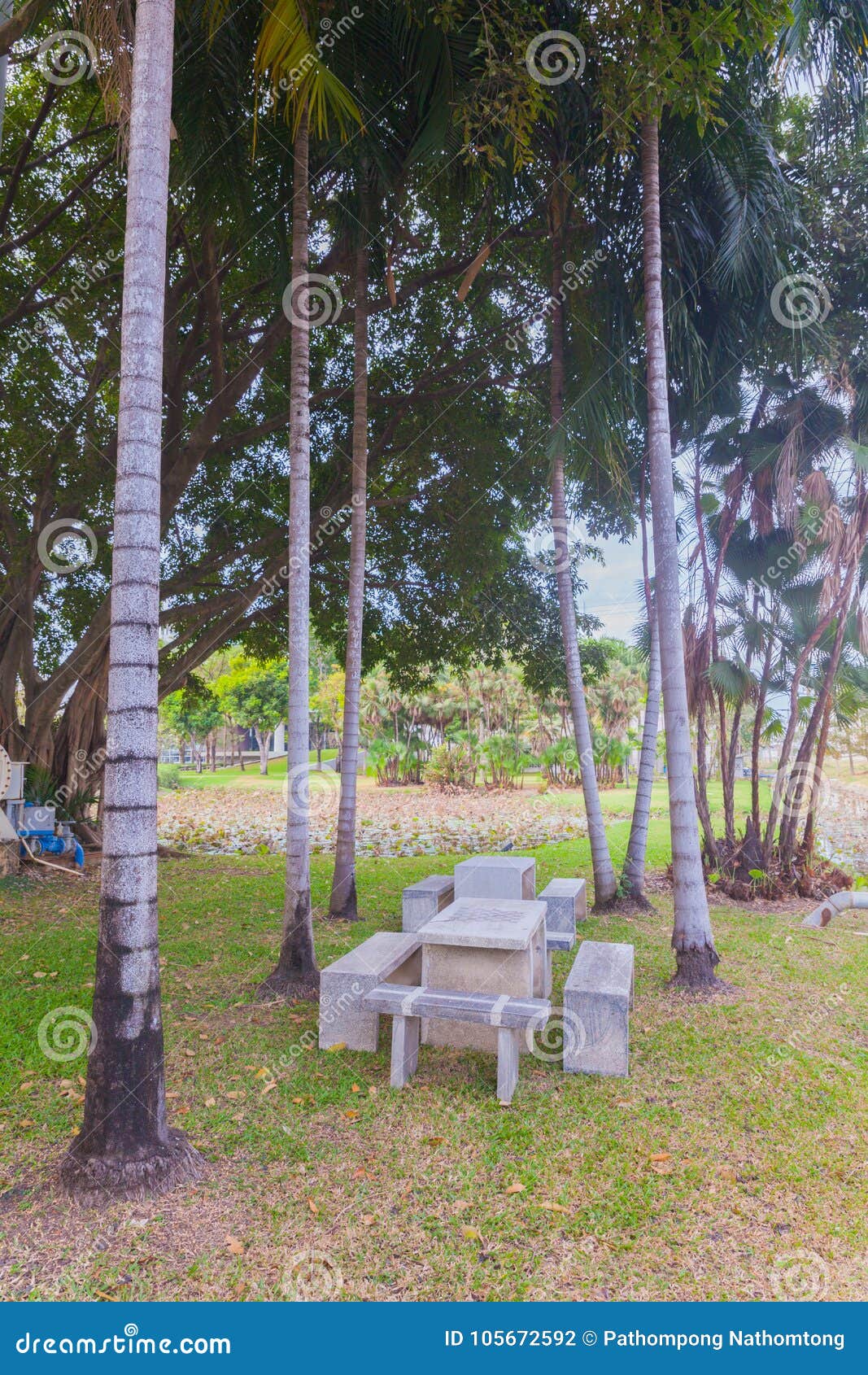 Stone Table Set Under Coconut Tree Stock Photo - Image of oceania ...