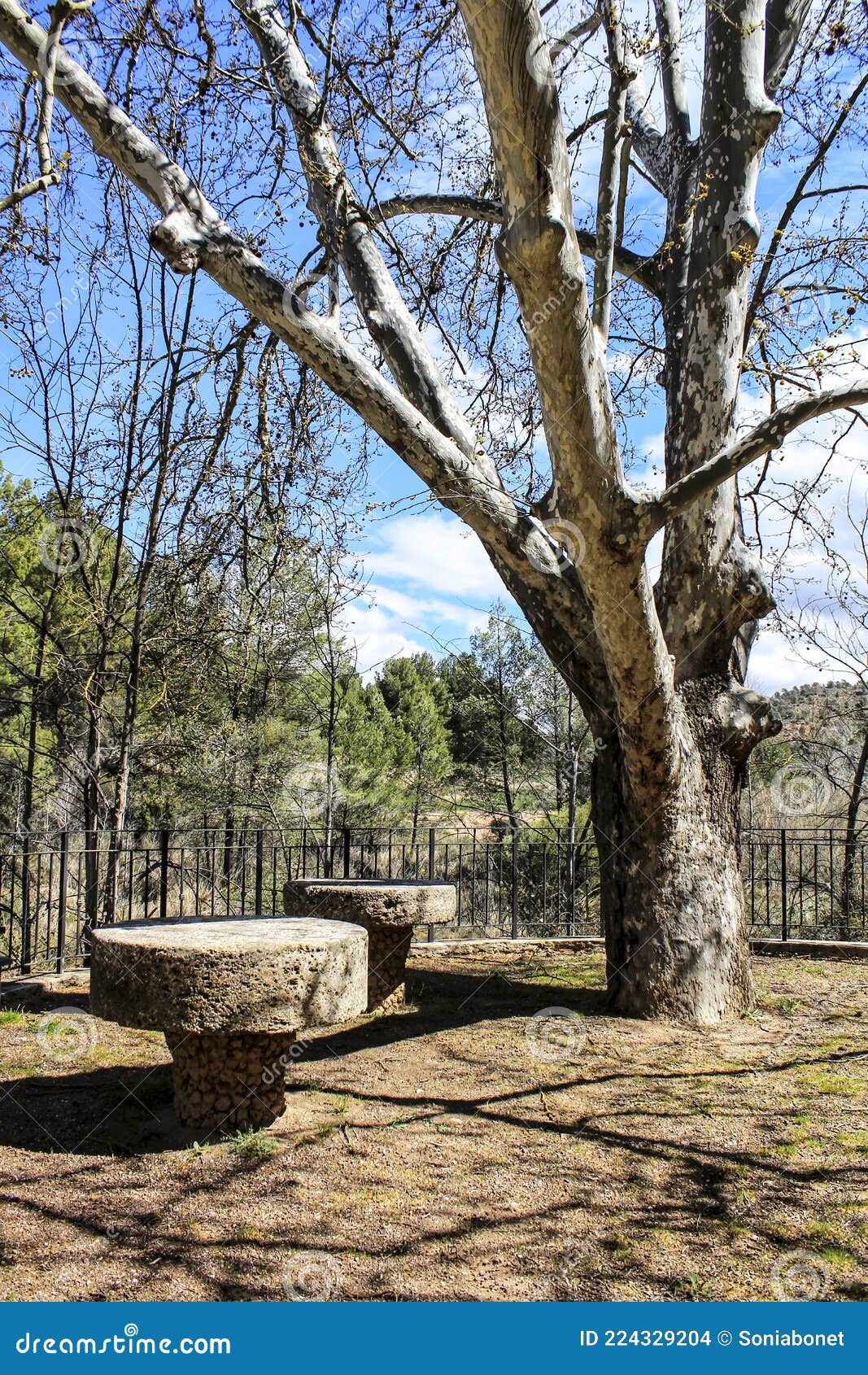 Stone Tables Next To a Tree in a Park Stock Photo - Image of relax ...