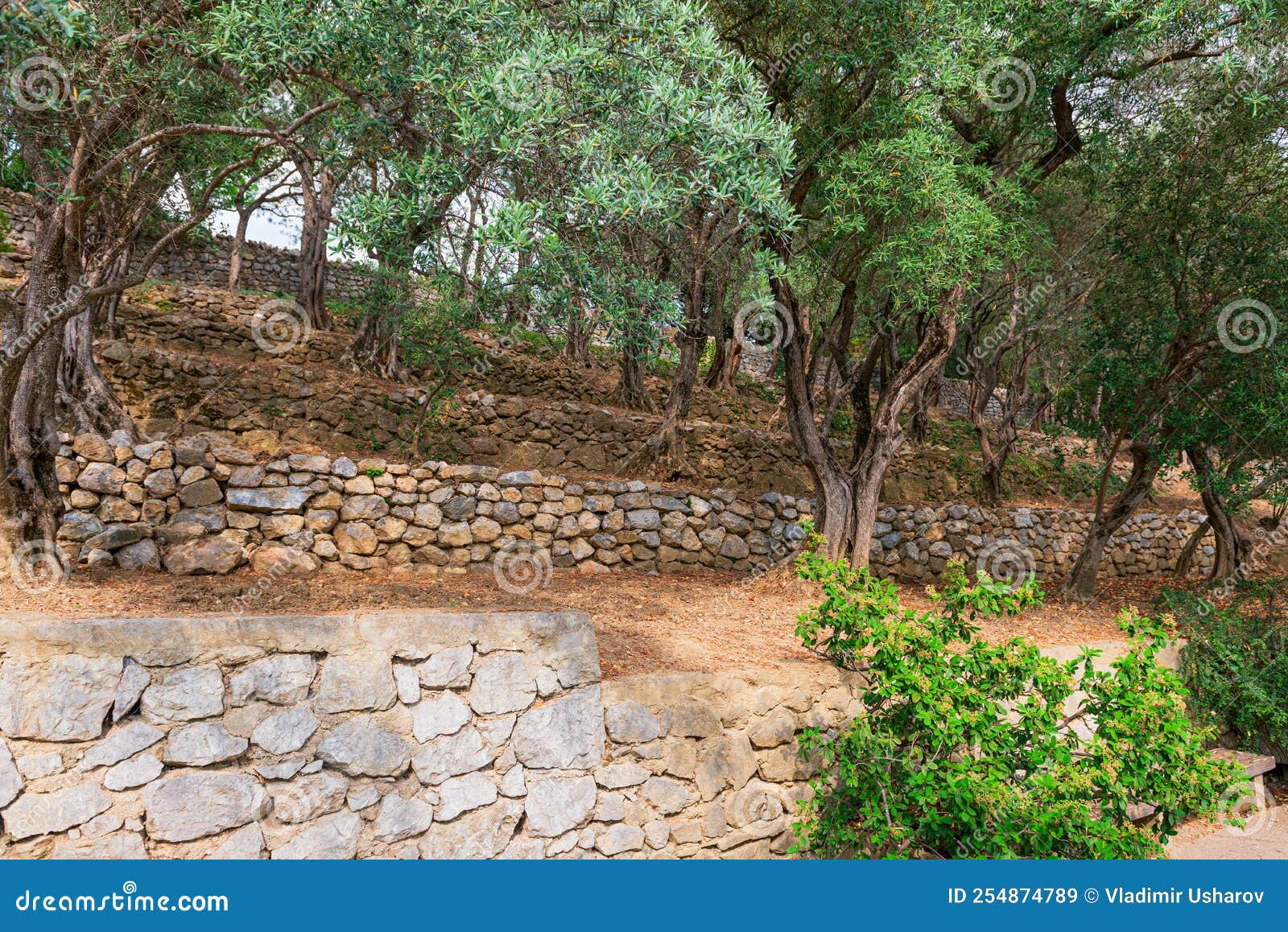Stone Terraces on the Mountainside with Olive Trees Stock Image - Image ...