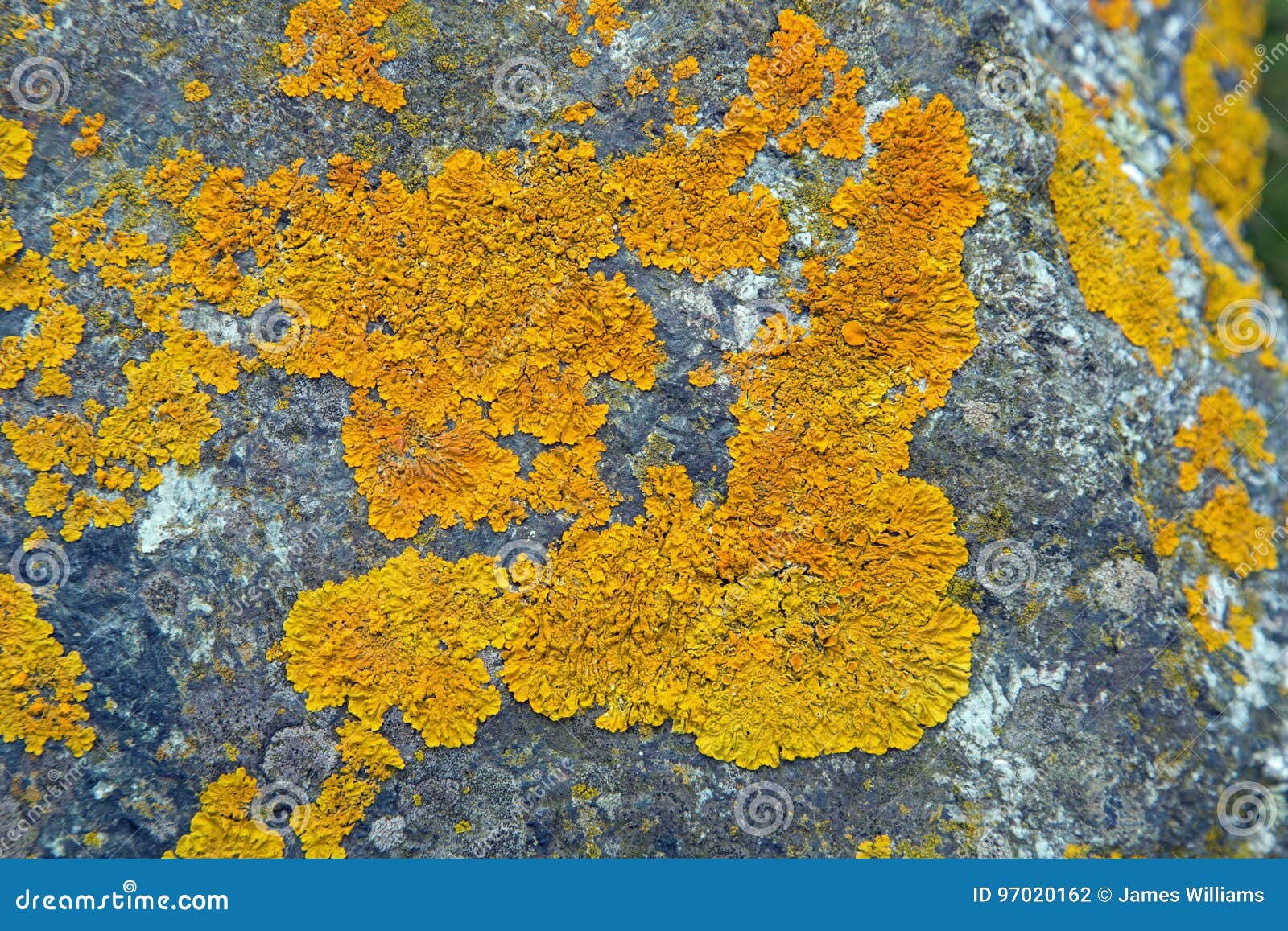 Stone Texture Background with Lichen Stock Photo - Image of background ...