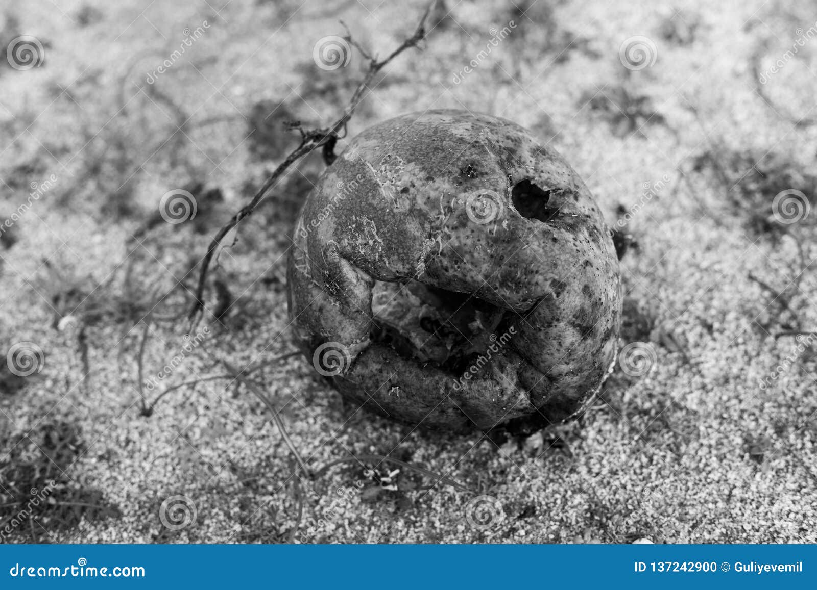 Rotten Watermelon on the Sand Stock Photo - Image of cement, natural ...