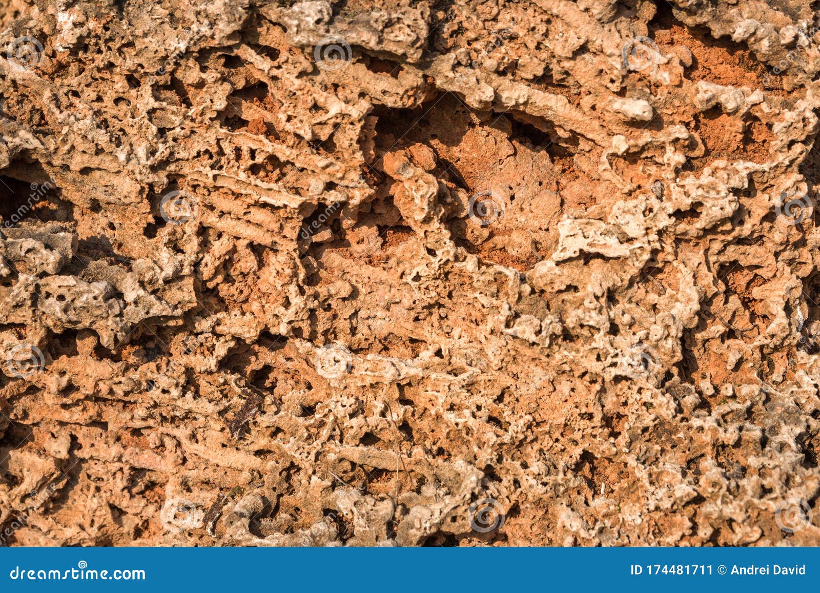 Stone Texture Background from Old Dry Carl Rif Stock Image - Image of ...