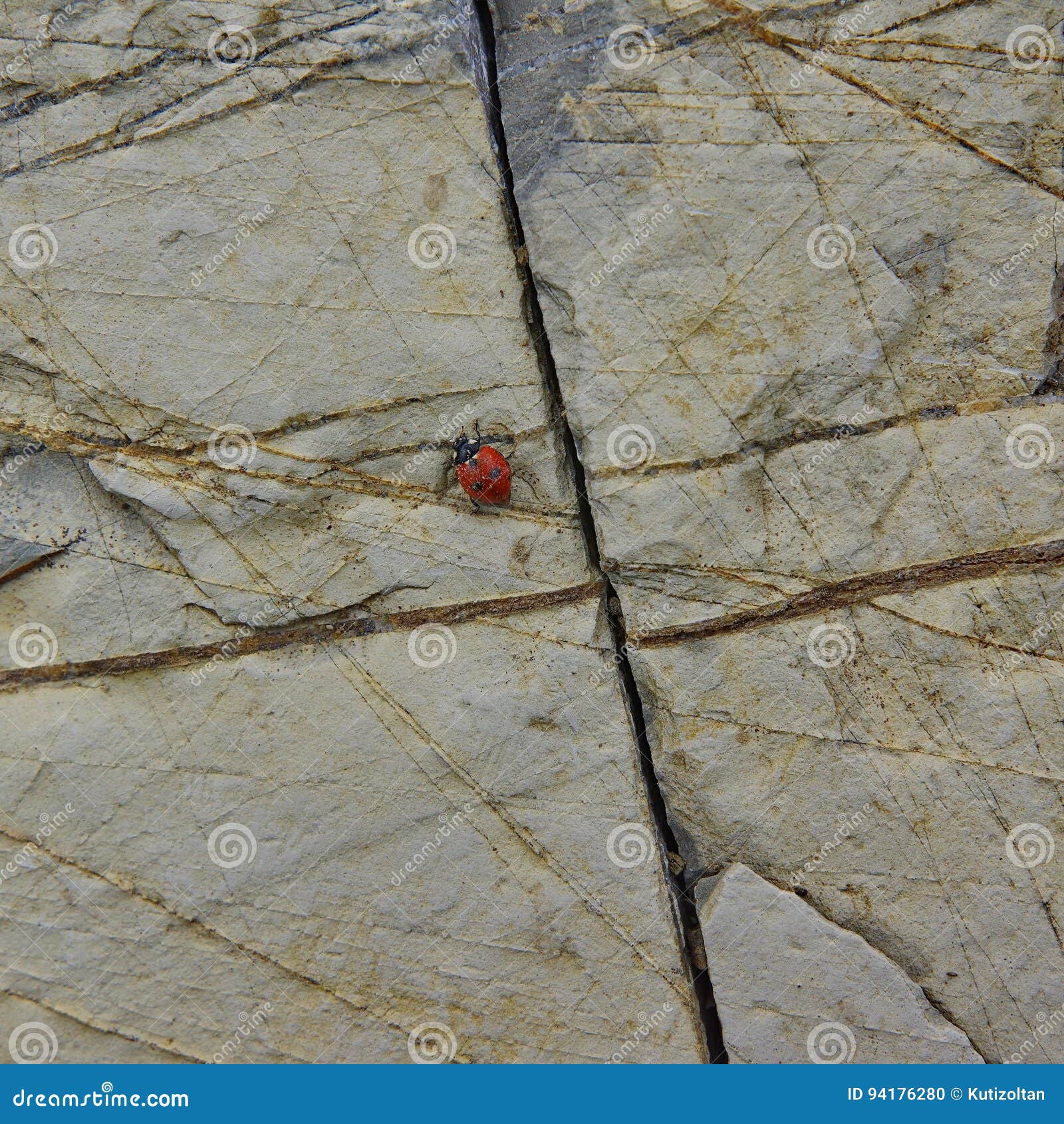 262 Stone Ladybird Stock Photos - Free & Royalty-Free Stock Photos from ...
