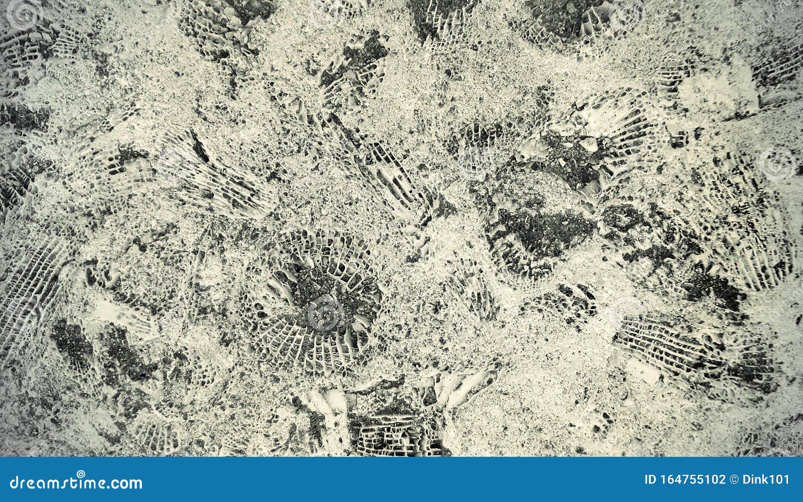 Stone Texture With Fossils Stock Photo | CartoonDealer.com #164755102