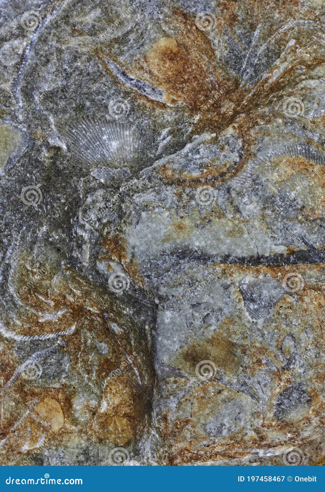 Stone Texture Interspersed with Fossils. Intricate Texture Stock Image ...