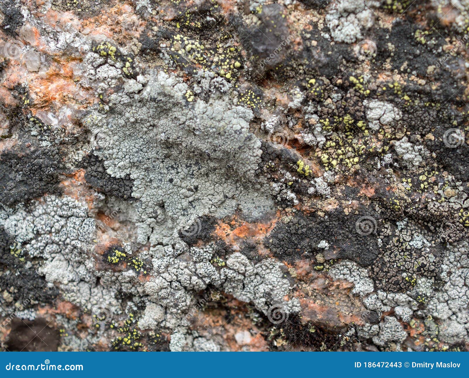 Stone texture with lichen stock image. Image of pattern - 186472443