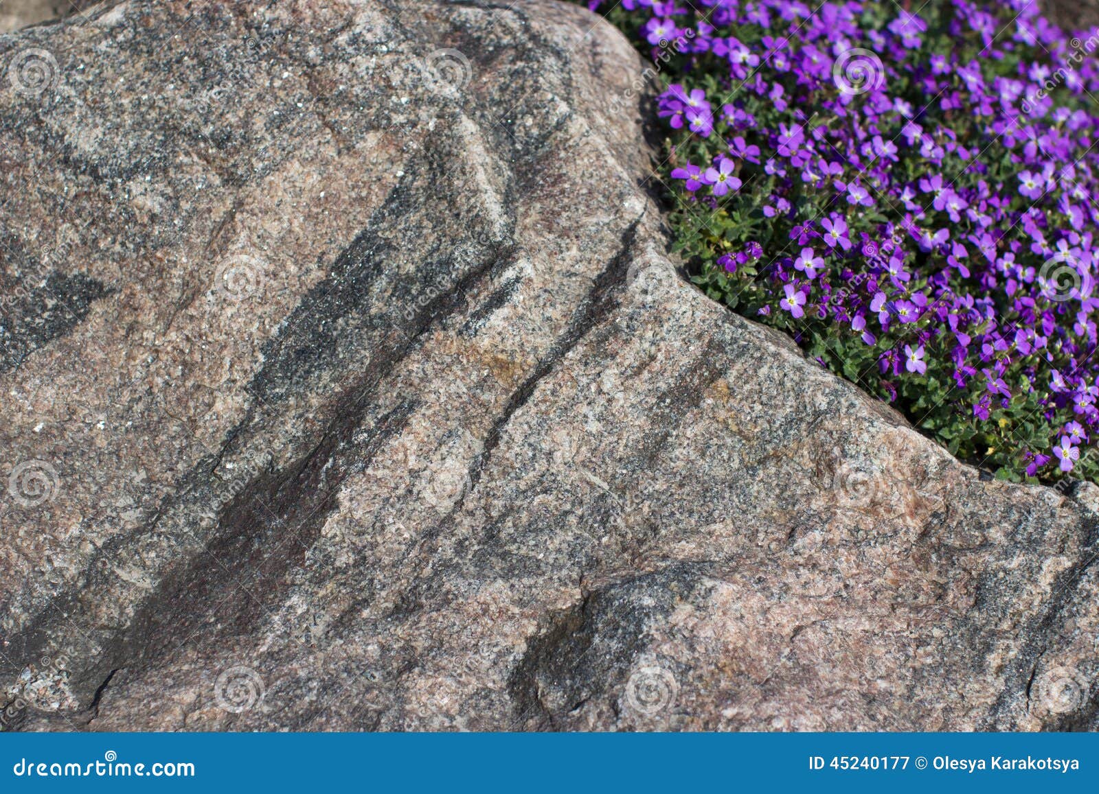 Stone Texture with Little Violet Flowerets Stock Image - Image of decor ...