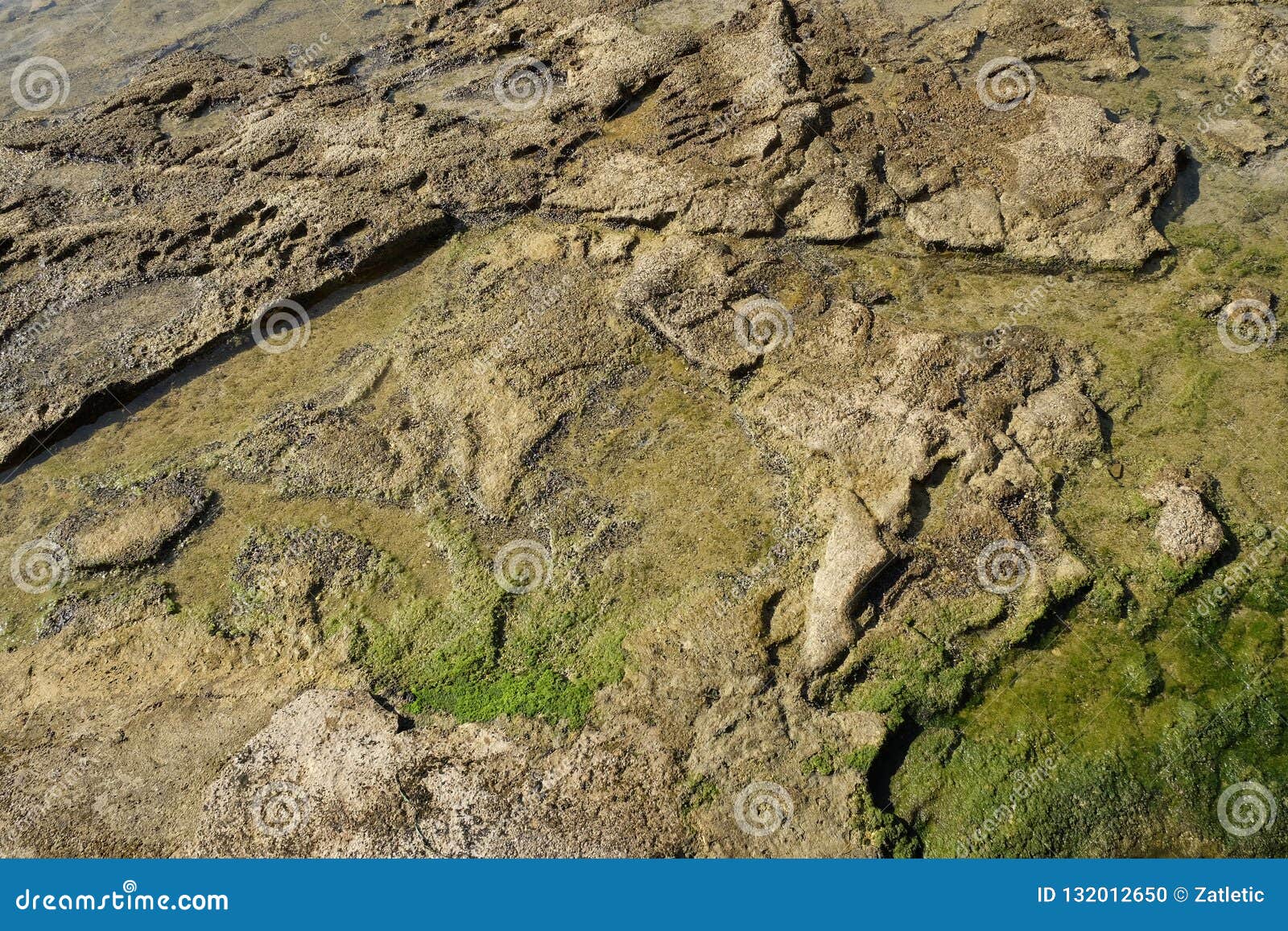 Stone texture under water stock photo. Image of seaweed - 132012650