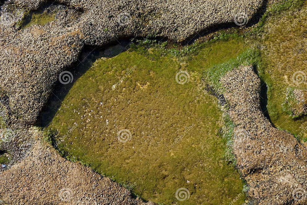 Stone texture under water stock photo. Image of seaside - 132012916