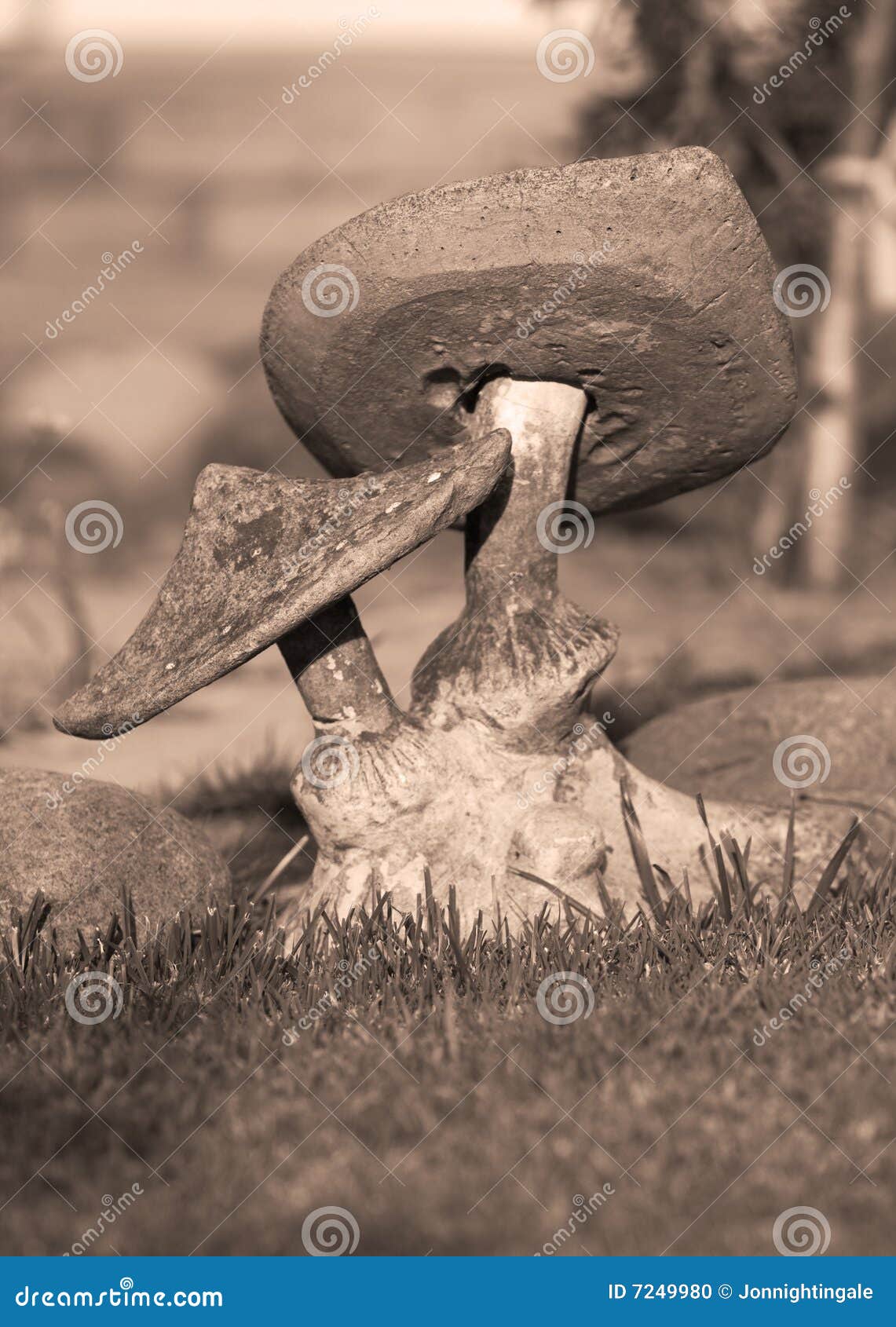 Stone toadstool in sepia stock photo. Image of fungi, black - 7249980