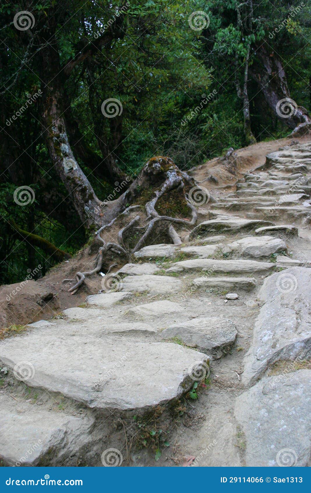 Stone trail stock photo. Image of peak, himalayas, roots - 29114066