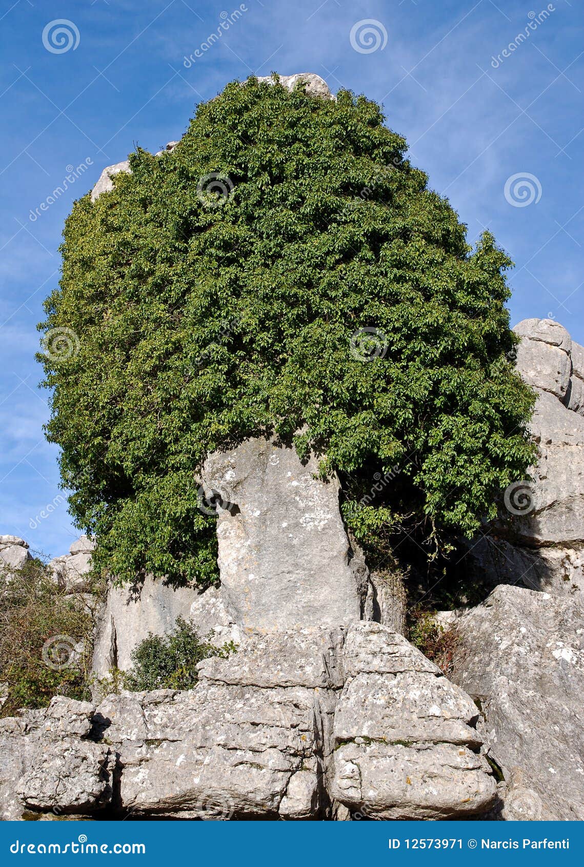 Stone Tree stock image. Image of torcal, slab, geologic - 12573971