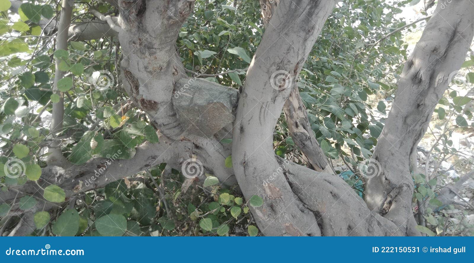 Stone in the tree stock image. Image of green, garden - 222150531