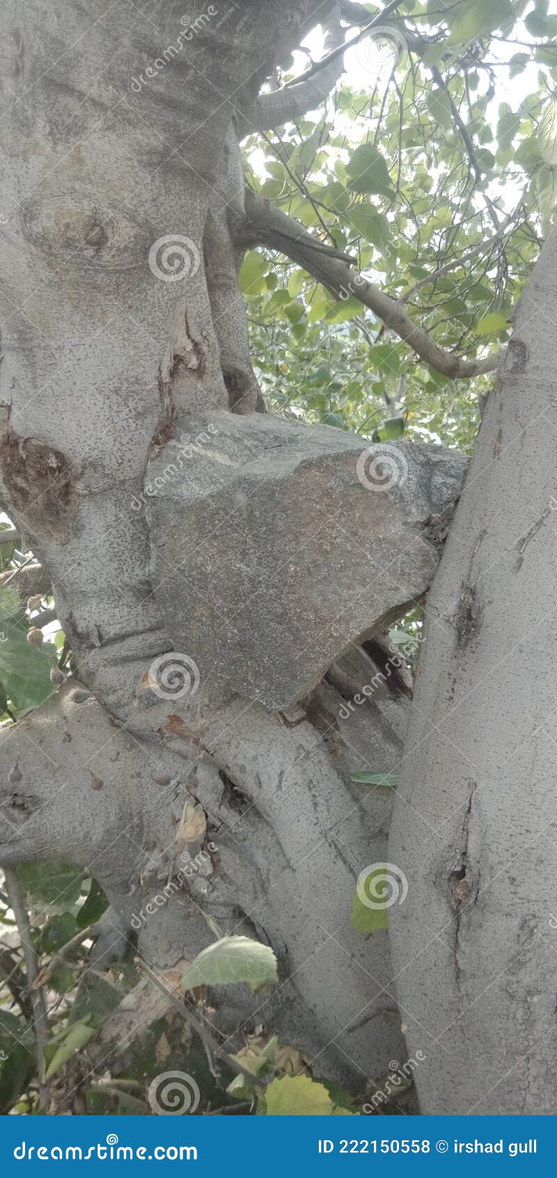 Stone in the tree stock photo. Image of branch, statue - 222150558
