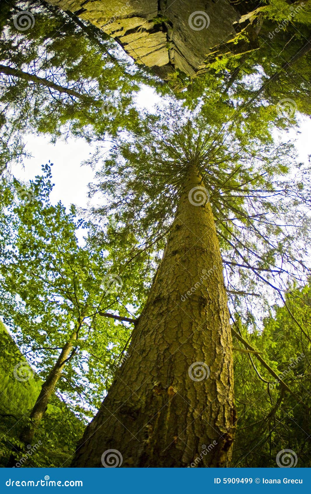 Stone and tree stock image. Image of green, pine, tall - 5909499