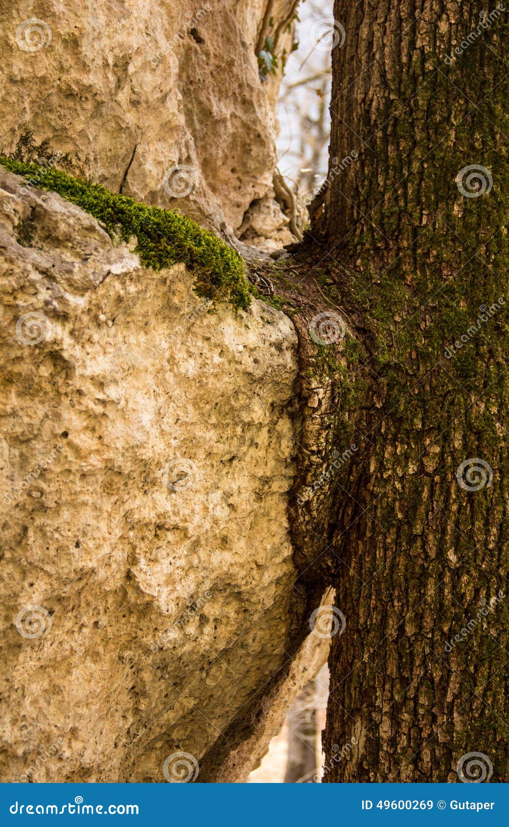 Stone and tree stock image. Image of bark, tree, background - 49600269