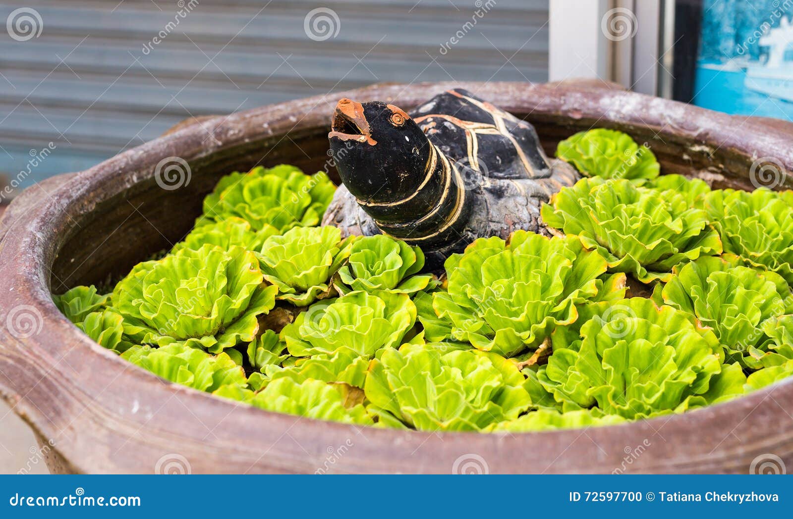 Stone Turtle statue stock photo. Image of decor, craft - 72597700