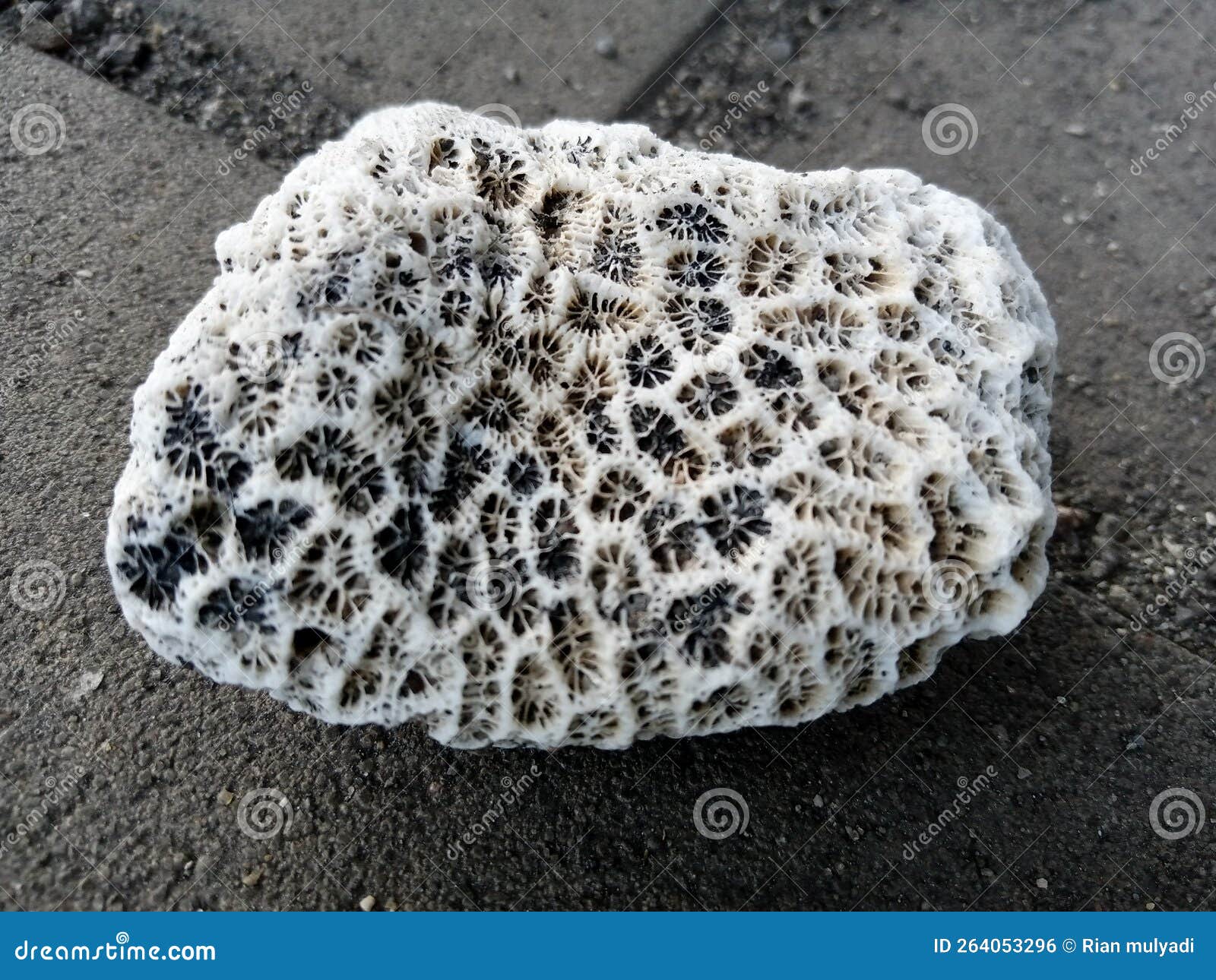 A Stone with a Unique Shape Stock Photo - Image of nature, stone: 264053296