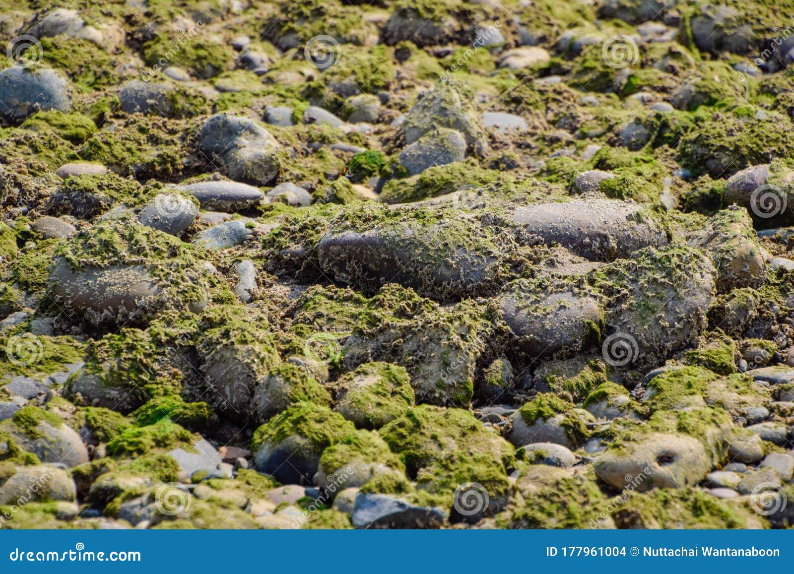 Stone of Various Sizes Full of Green Moss Placed in a Large Amount ...