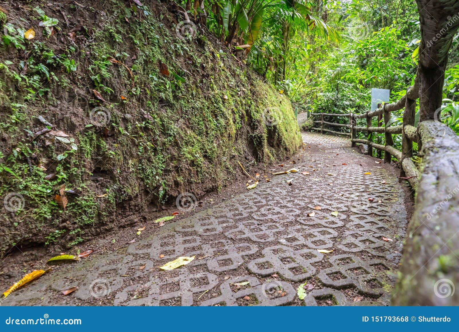 Stone Walking Path with Tree Branch Railing through the Rainforest ...