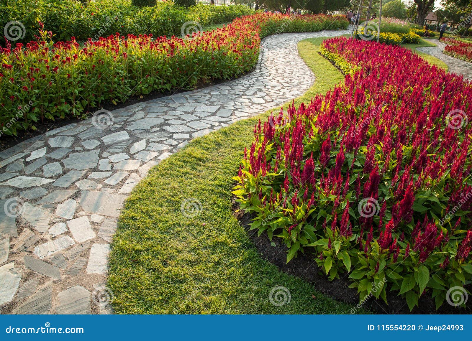 Celosia Cristata Known As Cockscomb Stock Photography | CartoonDealer ...