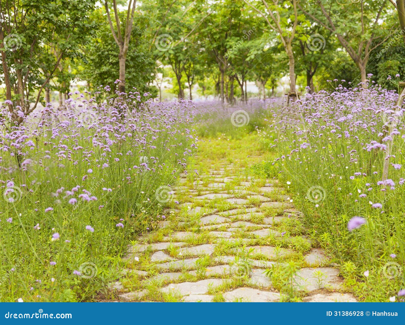 Stone walkway stock photo. Image of fresh, plant, nature - 31386928