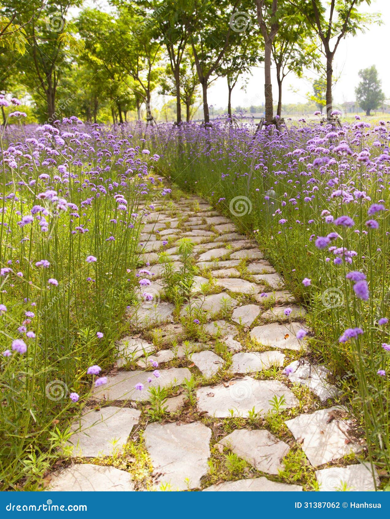 Stone walkway stock photo. Image of foliage, blooming - 31387062