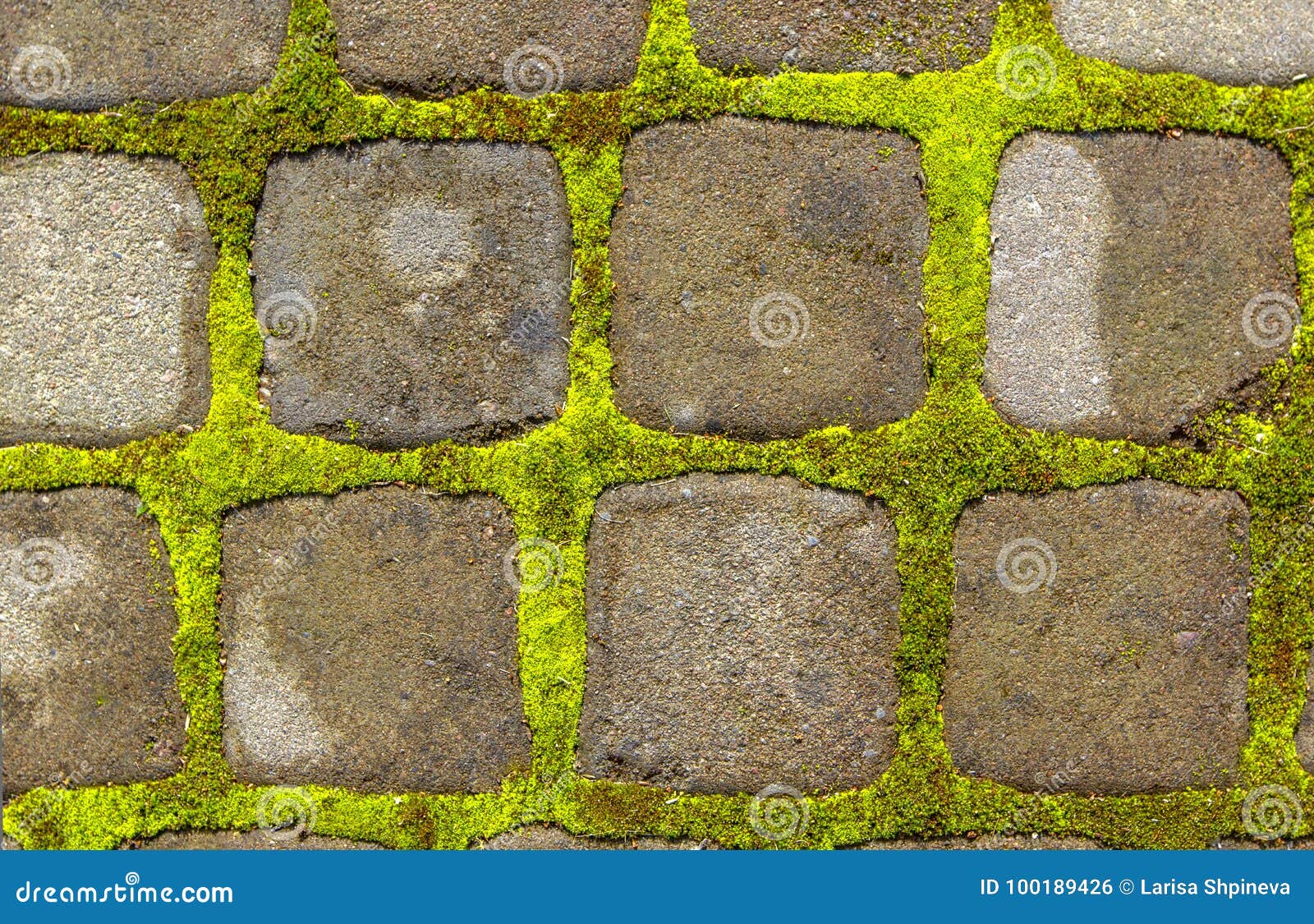 Stone Walkway with Green Moss Background. Green Moss Grows between ...
