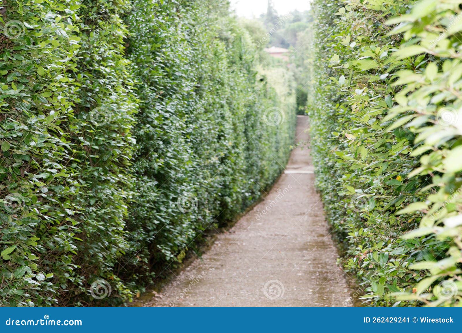 Tall Hedge Composed Of Multiple Plants Completely Shields A House In A ...