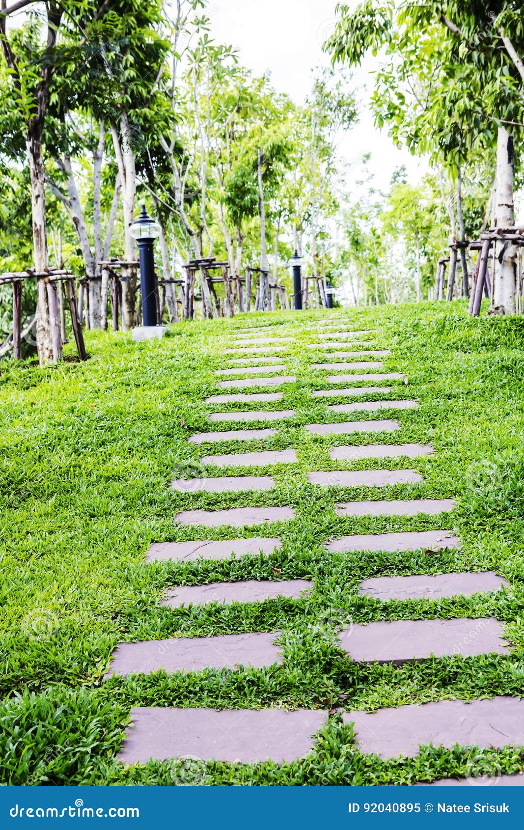 Walkway In The Park Between The Hedge Royalty-Free Stock Photo ...