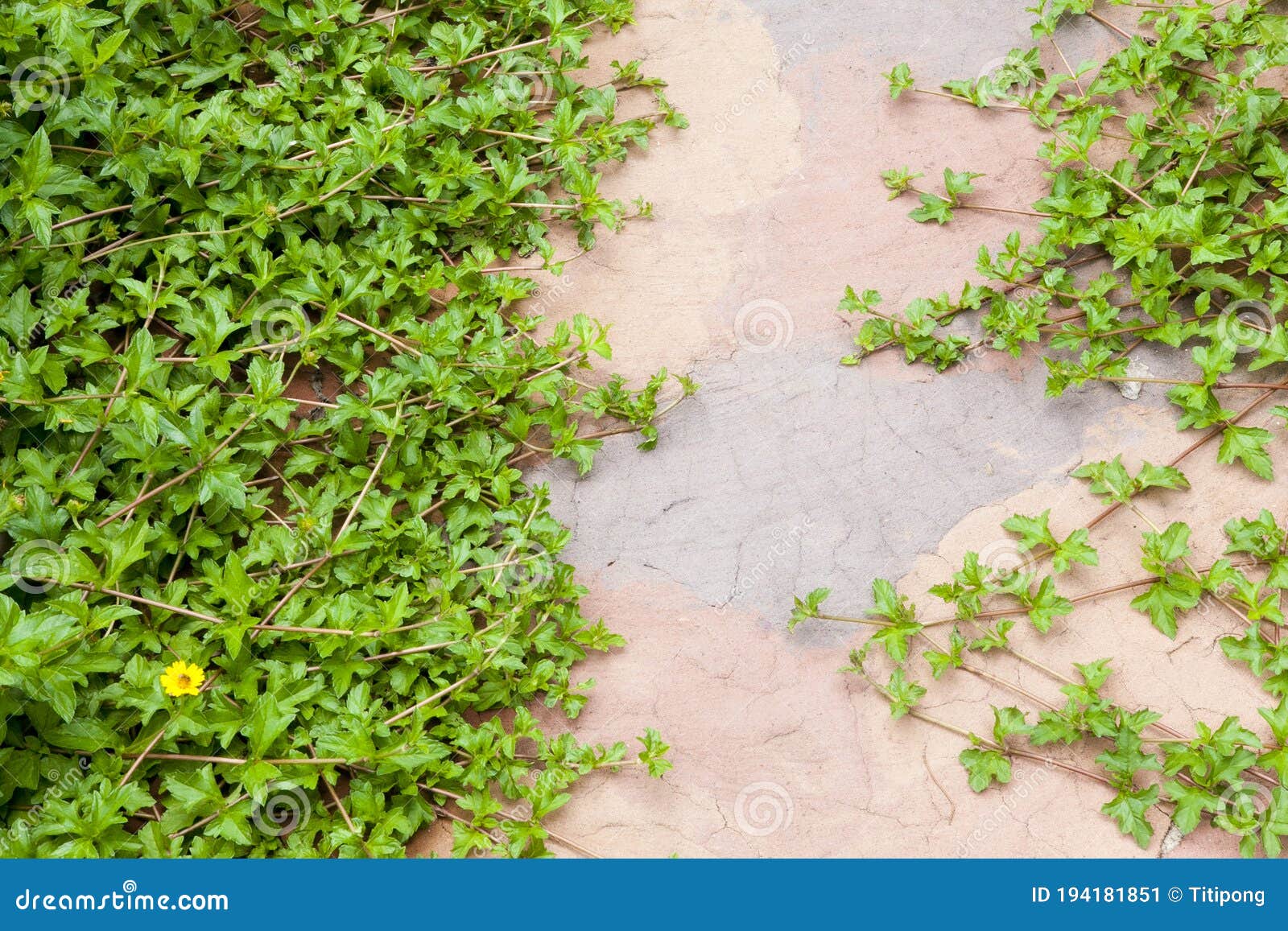 Stone Walkway in the Park with Green Grass Stock Image - Image of ...