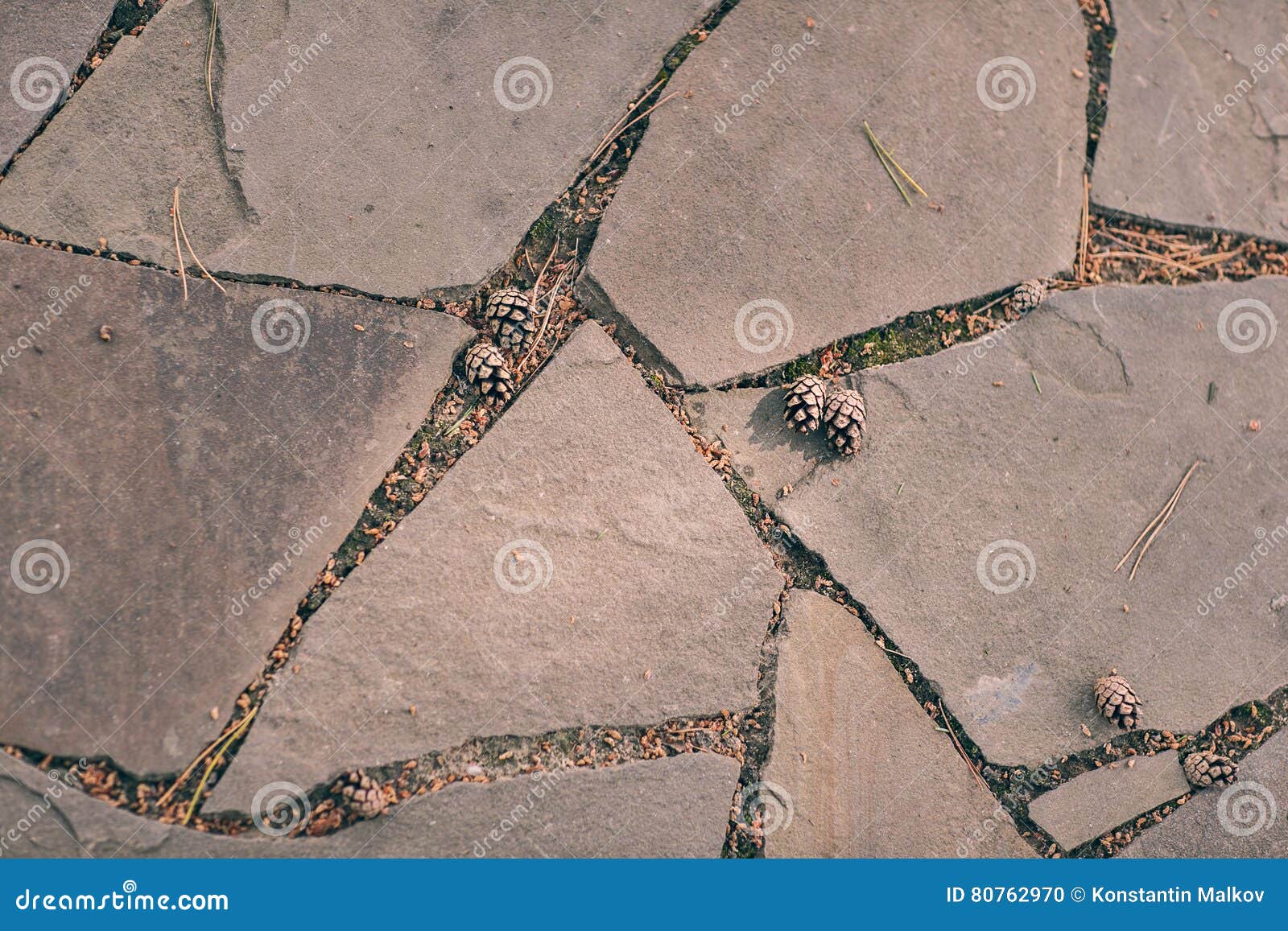 Stone Walkway in the Pine Forest or the Park. Stock Photo - Image of ...