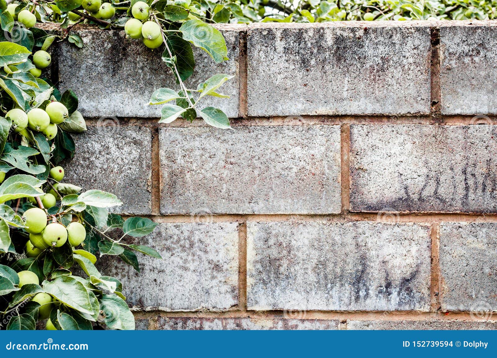 Stone Wall and Apple Branch Stock Photo - Image of cement, harvest ...